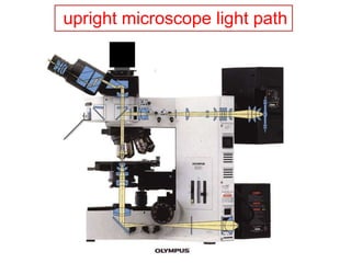 Microscope iii | PPT