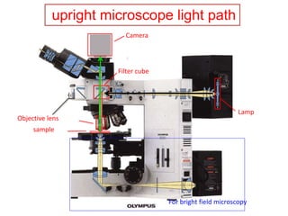 Microscope iii | PPTX