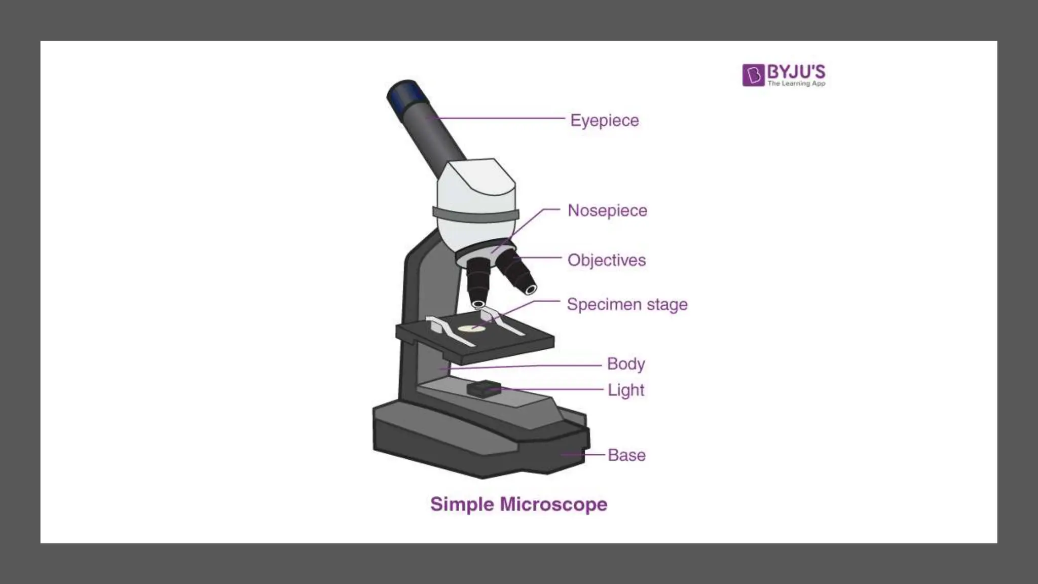 Microscope | PPTX