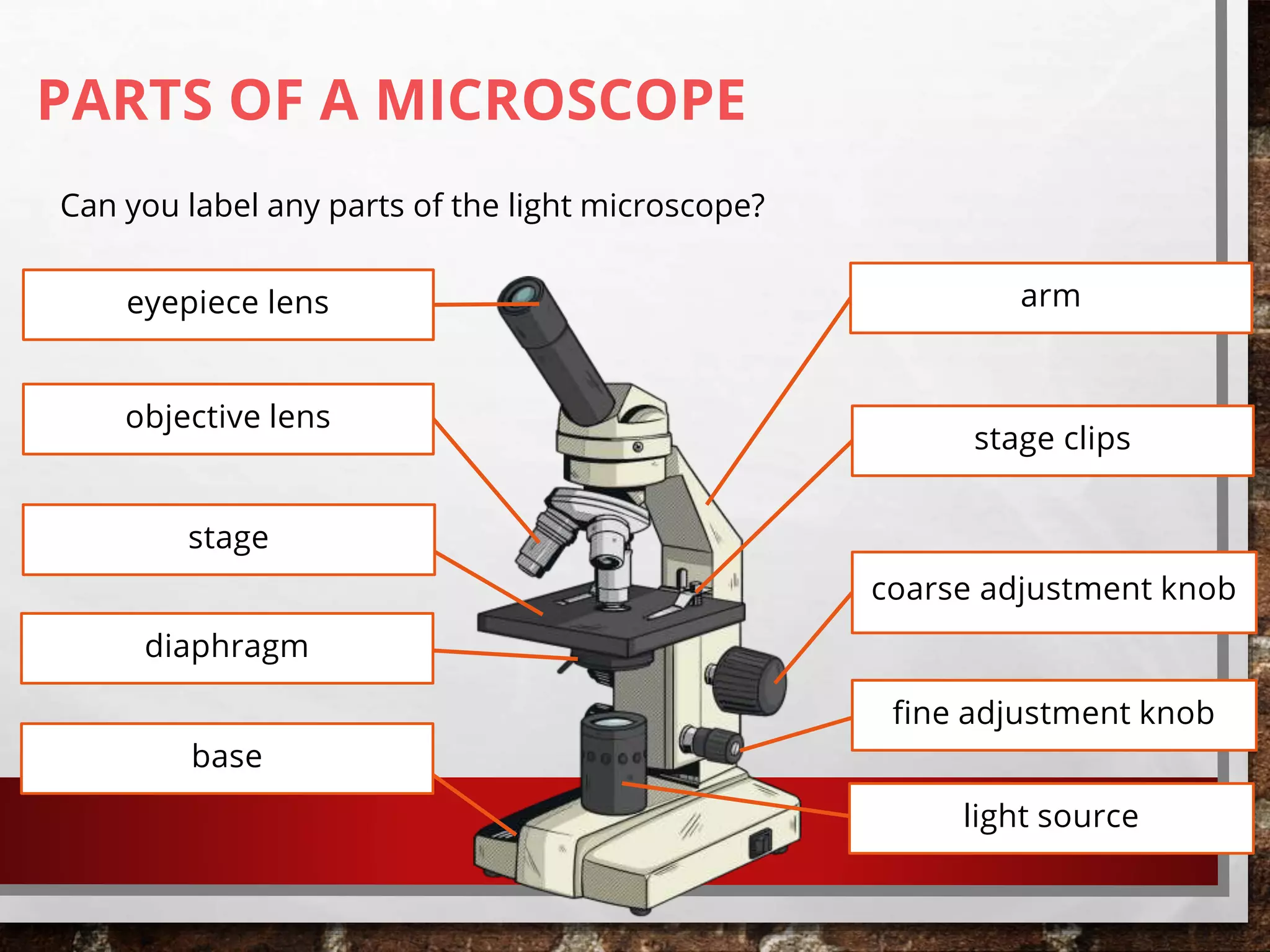 Microscope and Cell Magnification.pptx