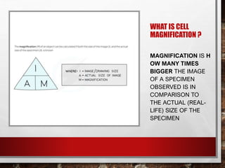 Microscope and Cell Magnification.pptx