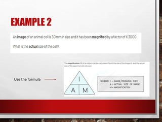 Microscope and Cell Magnification.pptx