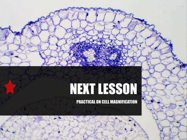 Microscope and Cell Magnification.pptx | Photography | Arts and Crafts