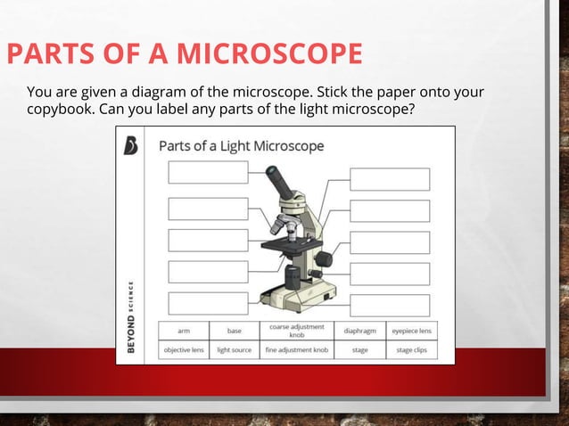 Microscope and Cell Magnification.pptx | Photography | Arts and Crafts