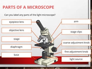Microscope and Cell Magnification.pptx