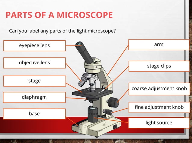 Microscope and Cell Magnification.pptx | Photography | Arts and Crafts