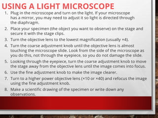 Microscope and Cell Magnification.pptx | Photography | Arts and Crafts