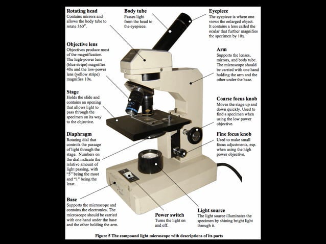 Microscope basics | PPT