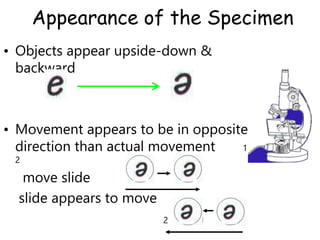 microscope basics - definition and Functions.ppt