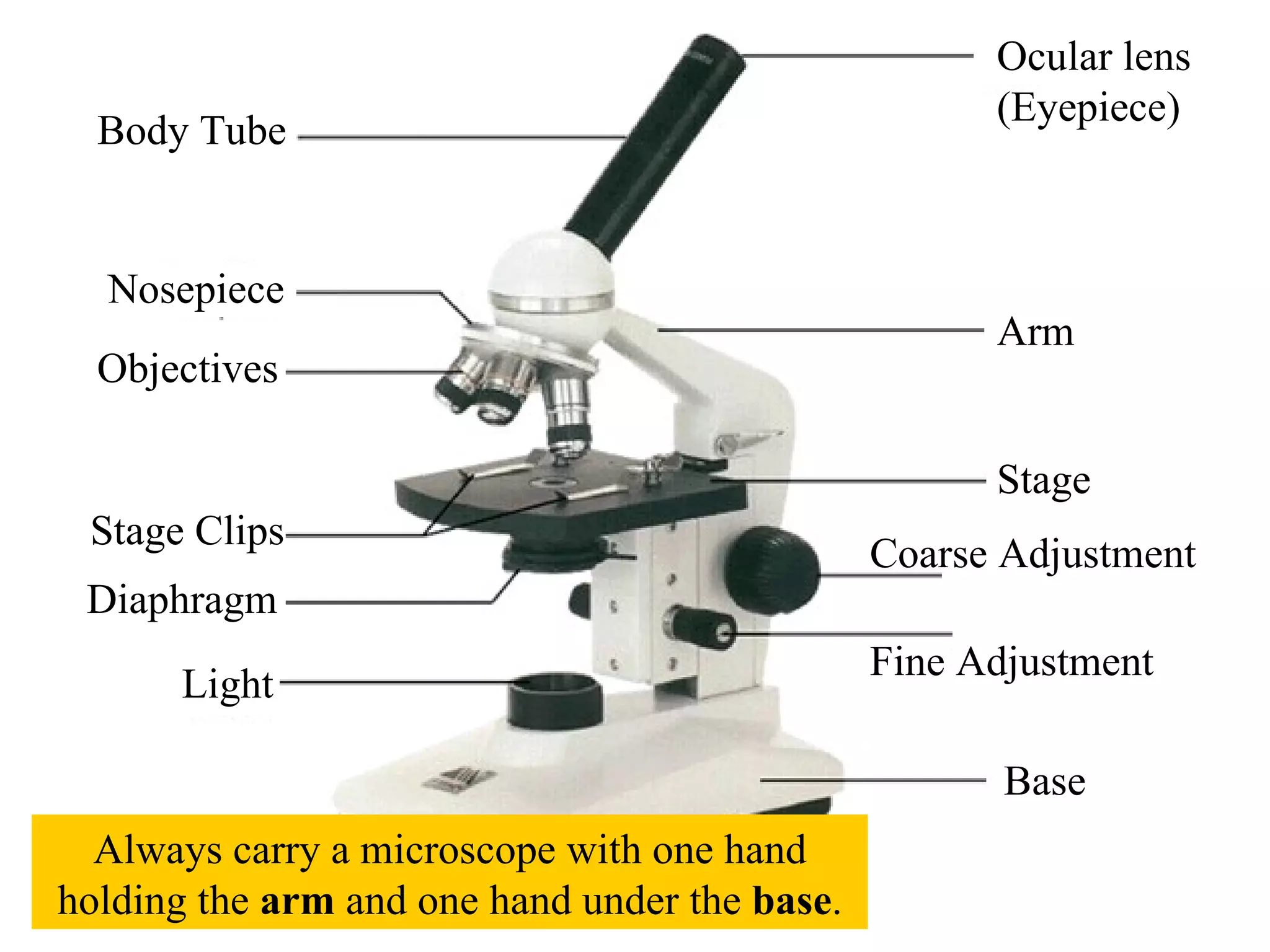 Microscope Basics Powerpoint | PPT