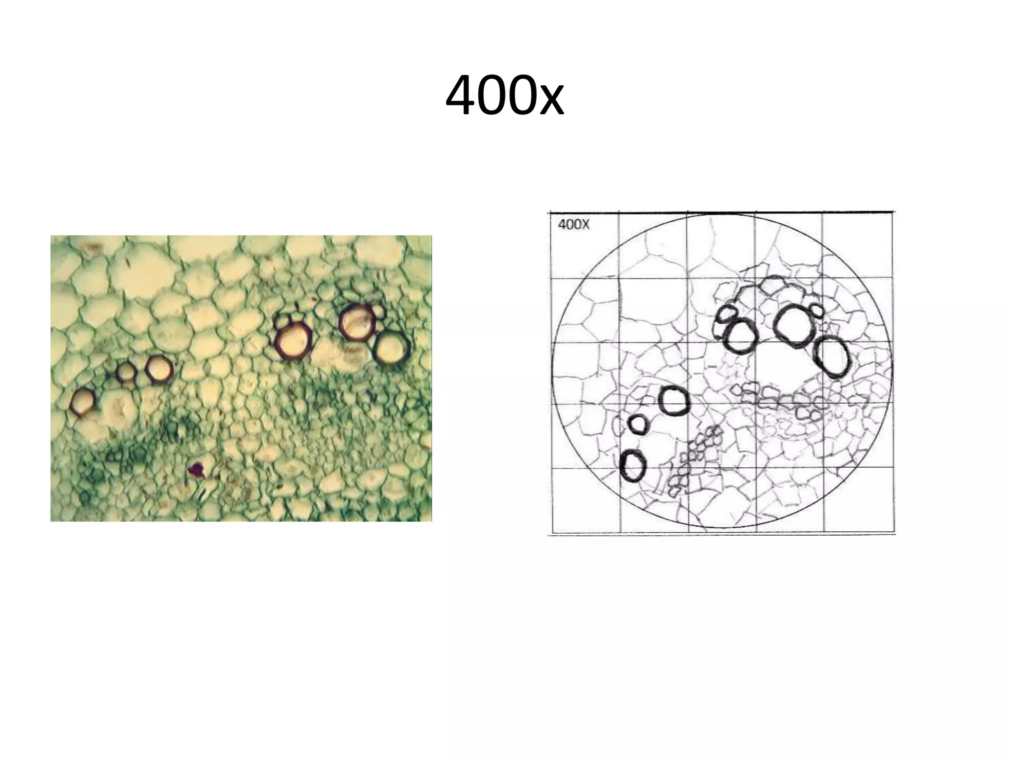 Microscope Data Sheet Example Slide Show | PPSX