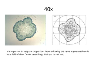 Microscope Data Sheet Example Slide Show | PPSX