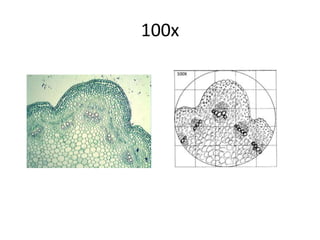 Microscope Data Sheet Example Slide Show | PPSX