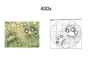 Microscope Data Sheet Example Slide Show | PPSX