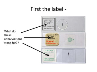 Microscope Data Sheet Example Slide Show | PPSX