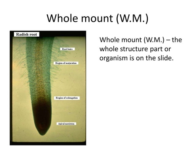 Microscope Data Sheet Example Slide Show | PPT