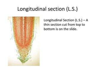 Microscope Data Sheet Example Slide Show | PPSX