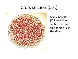 Microscope Data Sheet Example Slide Show | PPSX