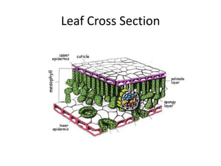 Microscope Data Sheet Example Slide Show | PPSX