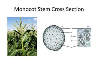 Microscope Data Sheet Example Slide Show | PPSX