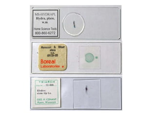 Microscope Data Sheet Example Slide Show | PPSX