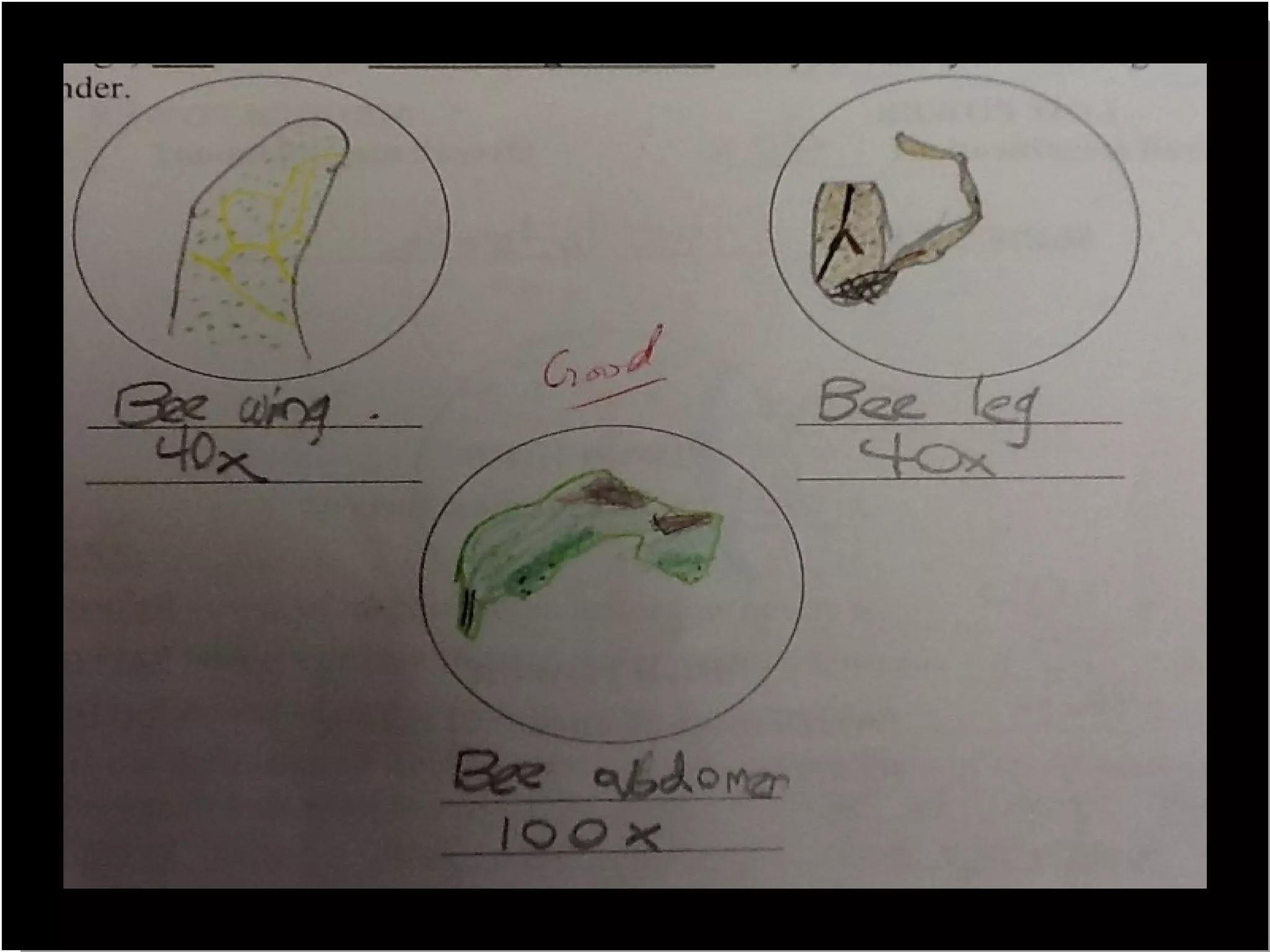 Microscope Drawings Gallery 2012 | PPT