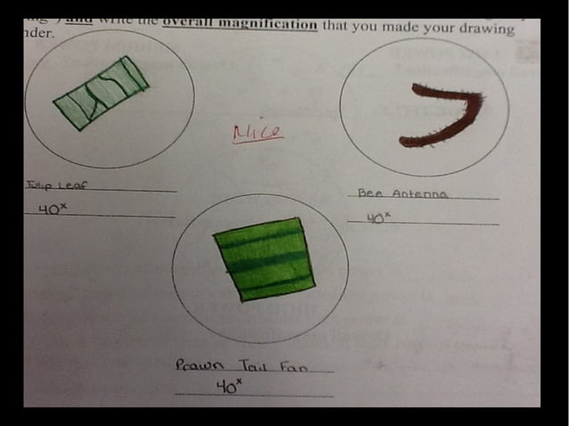 Microscope Drawings Gallery 2012 | PPT
