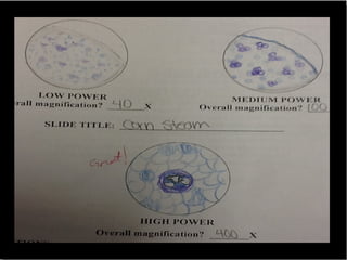 Microscope Drawings Gallery 2012 | PPT