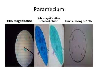 Microscope lab | PPT