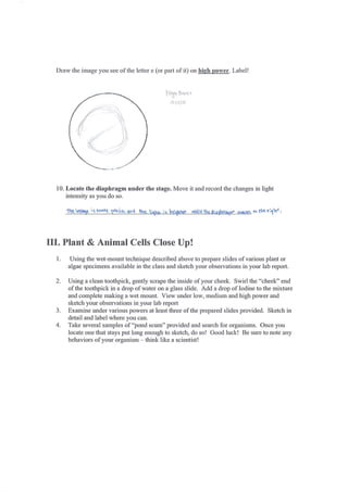 Microscope lab | PDF | Biological Sciences | Science