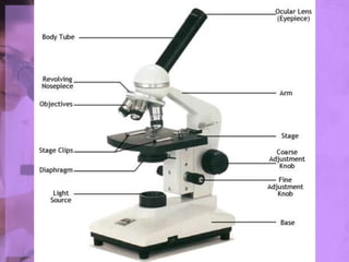Microscope Lab ppt | PPTX