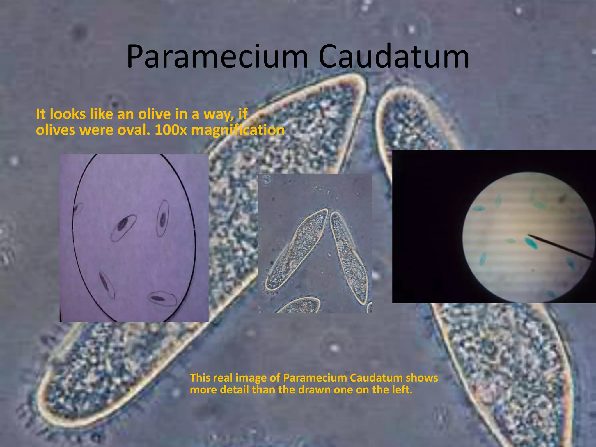 Microscope lab presentation | PPTX