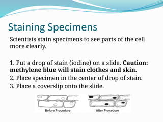 microscope lecture.pptx History and Development | PPTX