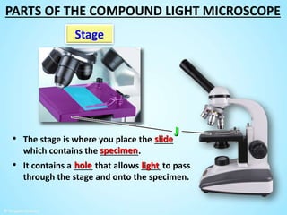 Microscope parts power point | PPTX | Photography | Arts and Crafts