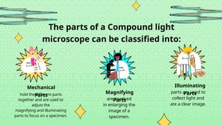Compound Microscope Parts and Functions.pptx