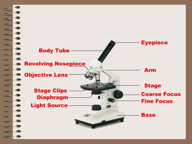 Microscope P P | PPT