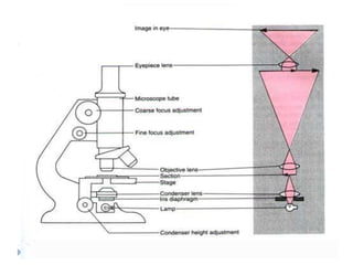 Microscope PPT.pdf