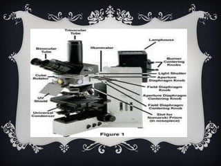 Microscope presentation | PPT