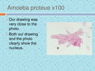 Microscope project. | PPT