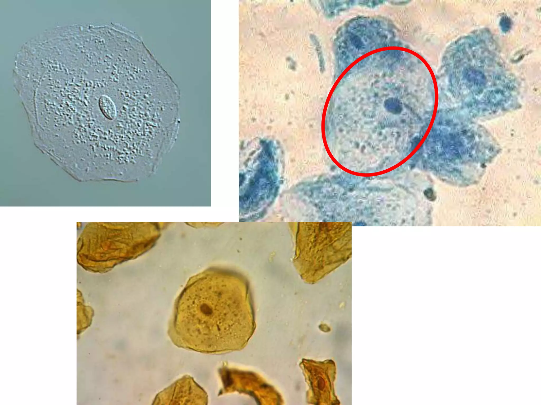 Microscope directions for Advanced Biology 9th grade | PPTX