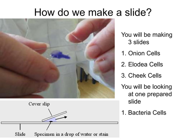 Microscope directions for Advanced Biology 9th grade | PPTX