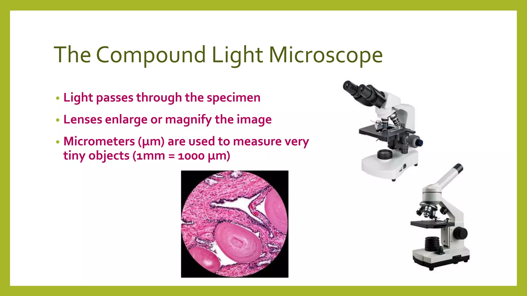 Microscopes | PPT