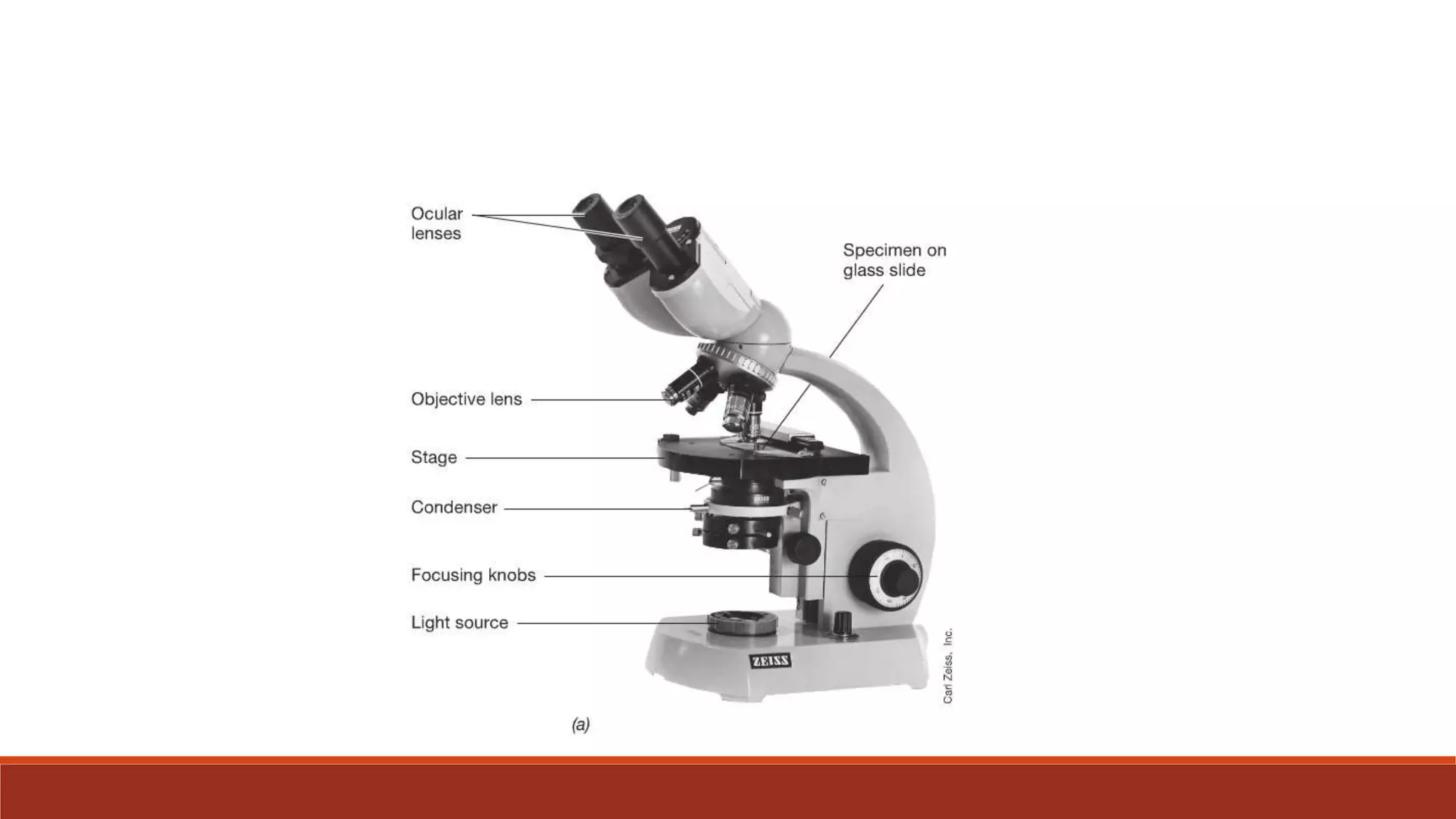 Microscopes.pptx