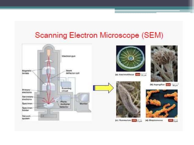 Microscopes & staining by DR C P PRINCE | PPT