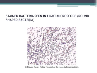 Microscopes & staining by DR C P PRINCE | PPTX