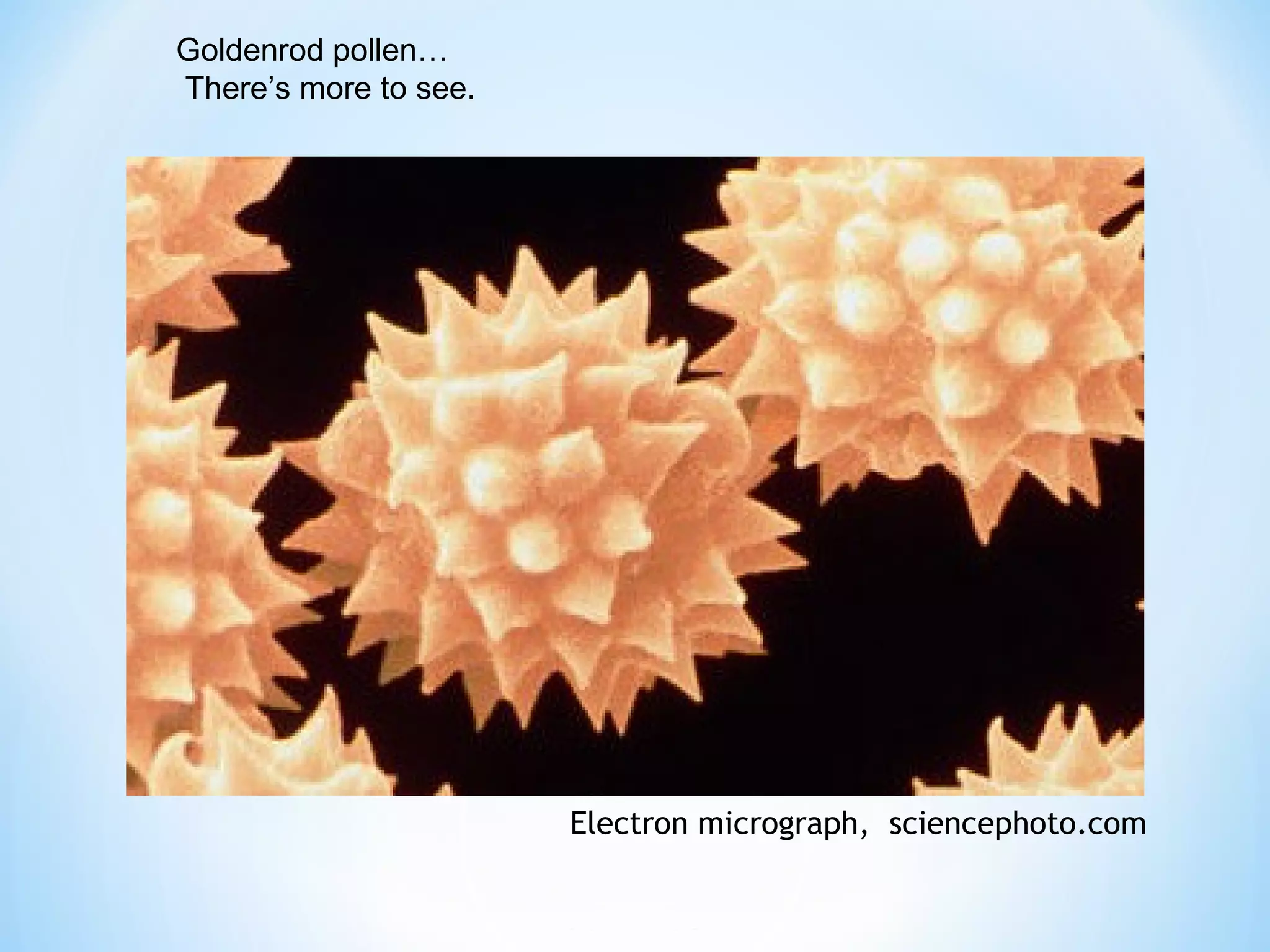 NCompass Live: Under the Microscope: Science at the Library | PPT ...