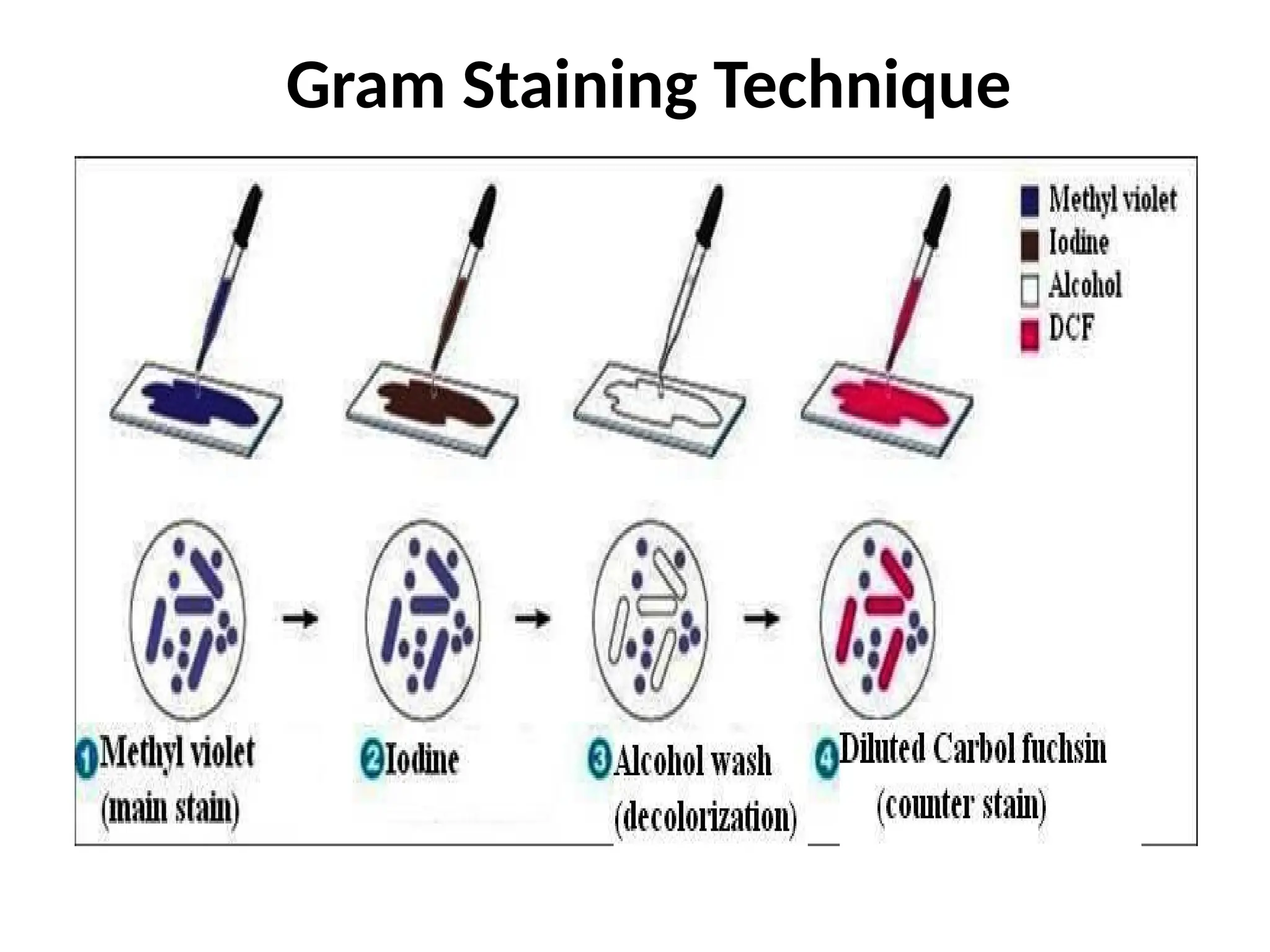 microscope & staining methods for bacterial visualization | PPTX