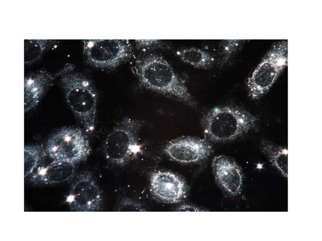 microscope & staining methods for bacterial visualization | PPTX