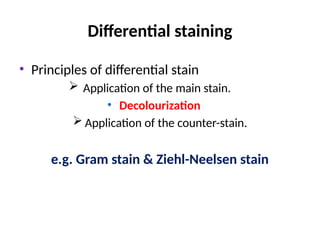 microscope & staining methods for bacterial visualization | PPTX