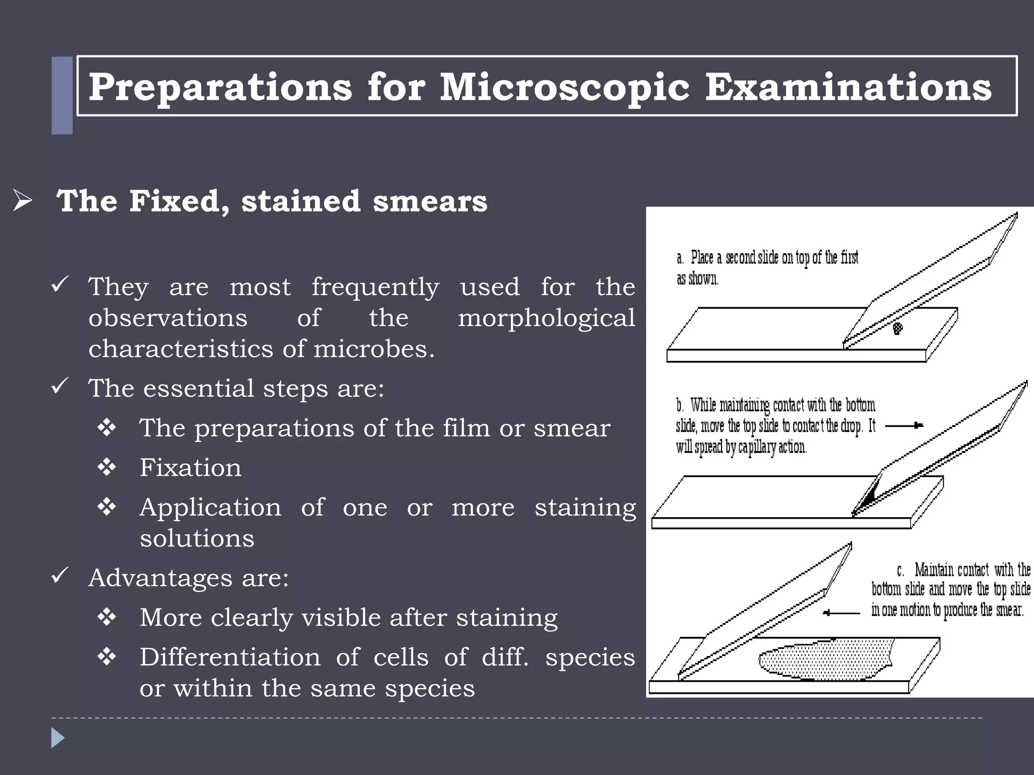 Microscope | PPTX